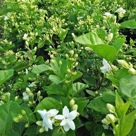 💐 เห็นสวนมะลิลูกค้าแล้วหอมชื่นใจ 🌱 ต้นพันธุ์ดีดอกดก 🌿 รับประกันจ้า