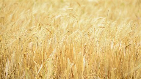 태양 광선에 밀의 황금 익은 귀 여름 들판 빵의 풍성한 수확 수출 증권 거래소 곡물 거래 곡물 선물 0명에 대한 스톡 사진 및