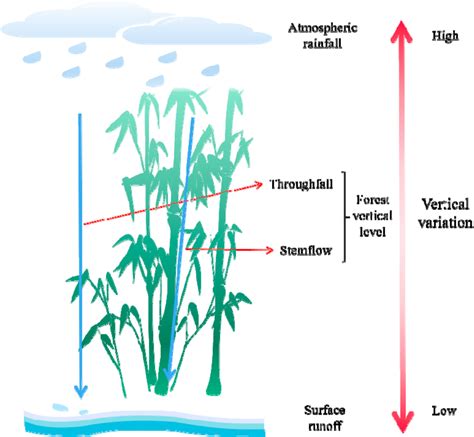 Vertical Variation Of Phosphorus Runoff In A Moso Bamboo Stand Download Scientific Diagram