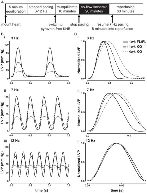 A Langendorff Protocol After Initial Equilibration Pacing Frequency