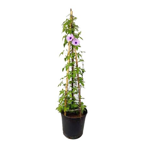 Buy Ipomoea Climber Plant Online In Abu Dhabi Dubai