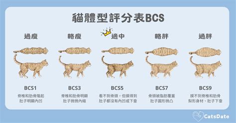 貓咪體重標準｜5個貓變胖原因6個減肥法 Catsdate