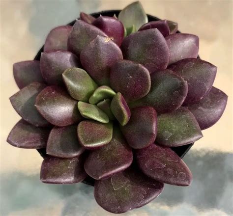 Top 20 Most Beautiful Purple Succulents In The World Succulents Network