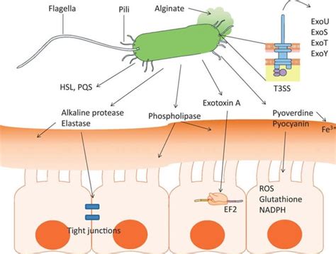 Pseudomonas Aeruginosa Overview Pathogenesis And Treatment Microbe Notes