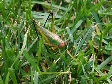 View Of A Green Grasshopper In Green Grass Stock Image Image Of