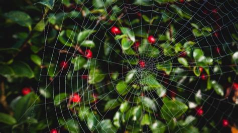 Github Stepbester Web Apis With Mormot Example Projects To Accompany