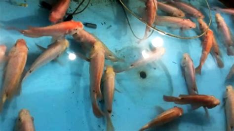 Tilapia Indonesia Banyak Diminati Dunia Ada Jenis Ikan Nila Yang Cepat
