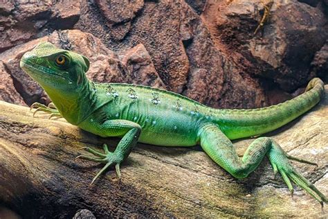 Basilisk Lizard Feet At Claire Hawes Blog