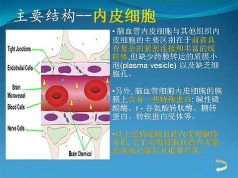 血脑屏障的结构 血脑屏障结构图 伤感说说吧