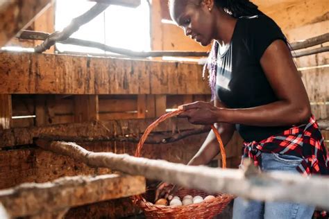 How To Collect Chicken Eggs Top Tips For Poultry Owners