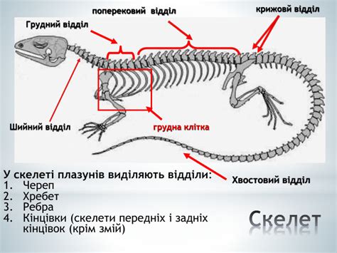 Клас Плазуни Загальна характеристика