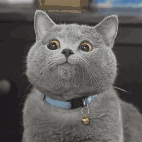 猫不会突然生病19个疾病早期迹象都在这儿来抄作业 知乎