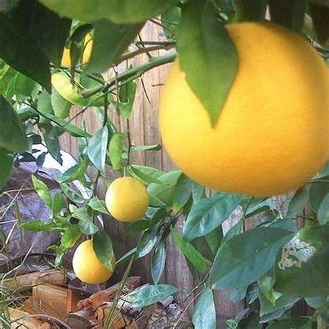 How To Care For Navel Orange Trees Ehow Orange Tree Navel Oranges