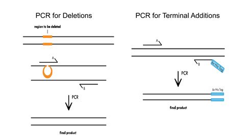 Site Directed Mutagenesis By Pcr Ppt
