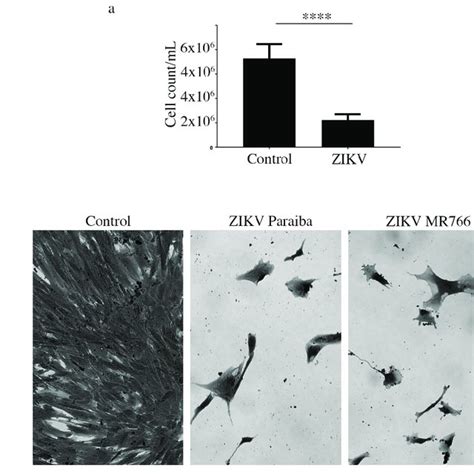 2 Structure Of Zikv Ns1 Protein And The Newlyidentified Spike Region Download Scientific