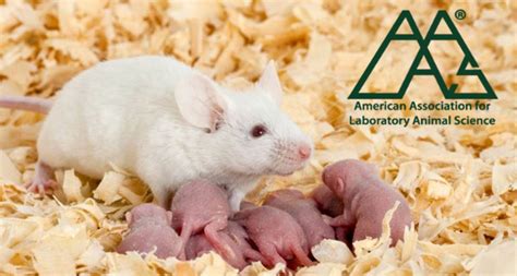 The New Members Of Aalas Metropolitan Acoustics