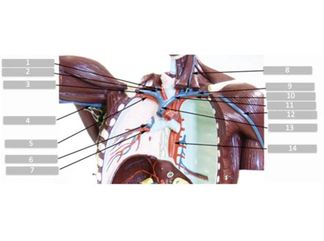 Abdomen Thorax 3 Flashcards Quizlet