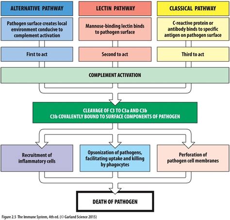 Complement Activation Pathways Diagram Quizlet