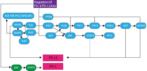 The Role Of Pd 1pd L1 Signaling Pathway In Cancer Pathogenesis And