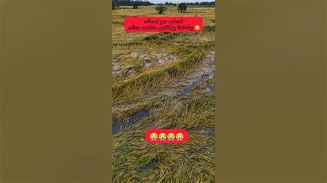 ගොවියෝ කියන්නෙම ජීවිතේම දරා ගෙන පට්ටම ගේමක් ගහන මිනිස්සු ටිකක් ️ ️ Youtube