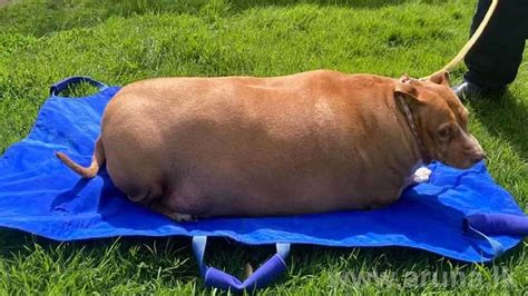 බලු සුරතලාට සීමාවකින් තොරව ආහාර දුන් කාන්තාවකට දුන් දඬුවම අරුණ