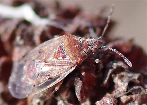 Birch Catkin Bug Field Station