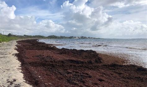 Seaweed Generation Developing Technology To Sink Sargassum