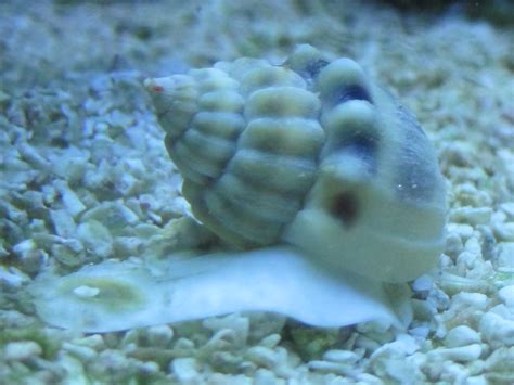 Nassarius Snail Forums For Fish Lovers