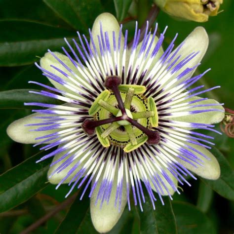 10 Blue Crown Passion Flower Passion Fruit Passiflora Etsy