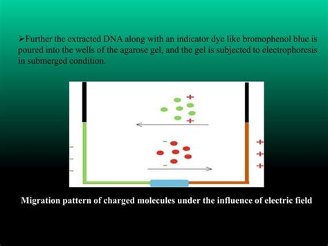 Quantitation Of Dna Pptx