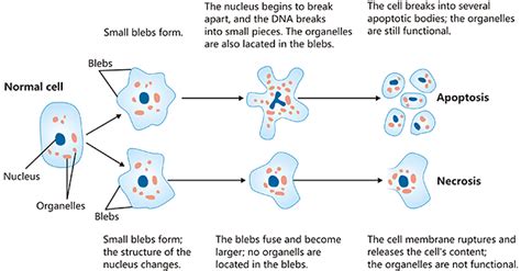 Apoptosis Vs Necrosis Pathway