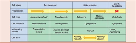 The Various Stages Of Adipocyte Development And Differentiation With