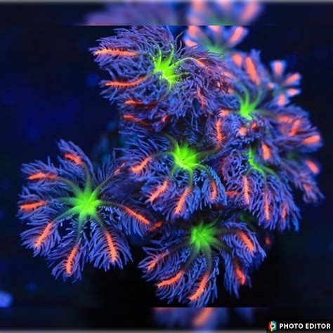 Firework Clove Polyps