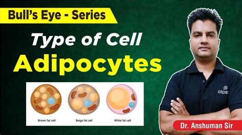 Adipocytes Cells Structural Organisation In Animals Class 11 Neet