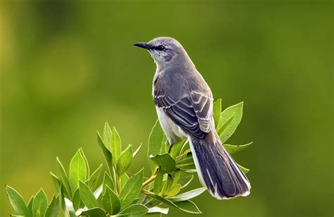 Is The Mockingjay A Real Bird Diary Of An Aspiring Loser