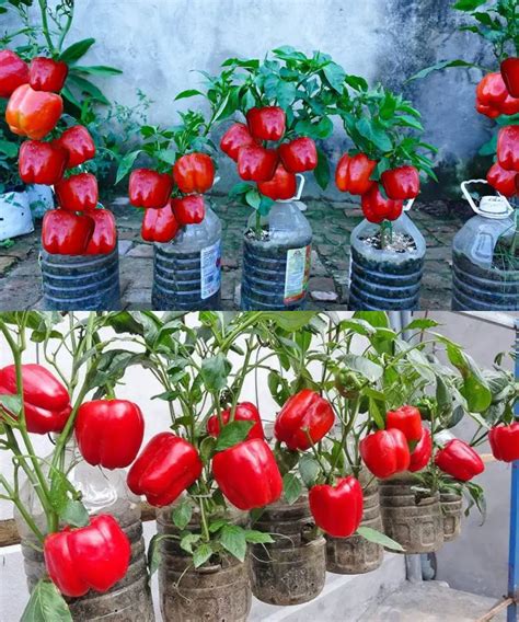 12 Proven Methods For Successfully Growing Peppers Indoors A Beginner