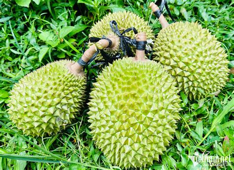 Sầu riêng ngon nhất thế giới trồng tại Việt Nam 900 nghìn kg