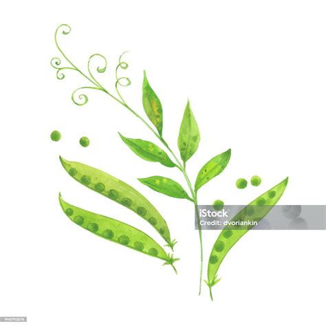 Watercolor Green Peas Stock Illustration Download Image Now Art