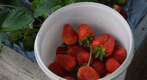 Pin By Viki On Фрукты и ягоды Food Fruit Strawberry