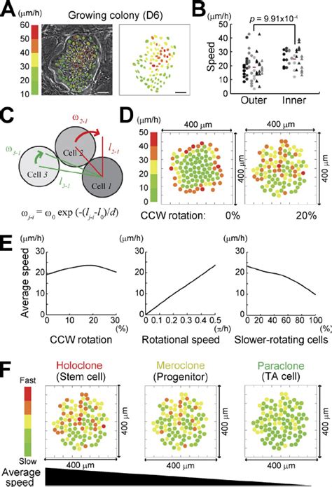 In Silico Reconstitution Of Keratinocyte Stem Cell Colony Dynamics A