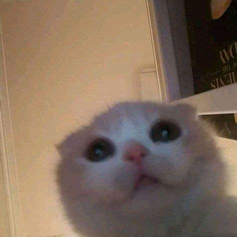 Cat Memes No Text