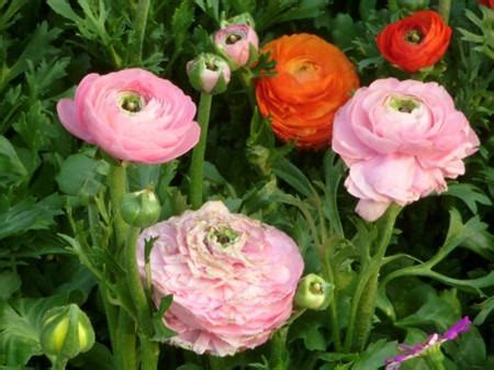 花毛莨什么时候开花 花百科
