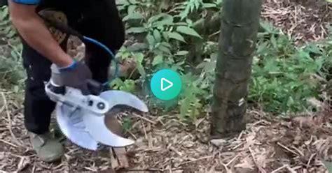 Power Shears Cutting Bamboo  On Imgur