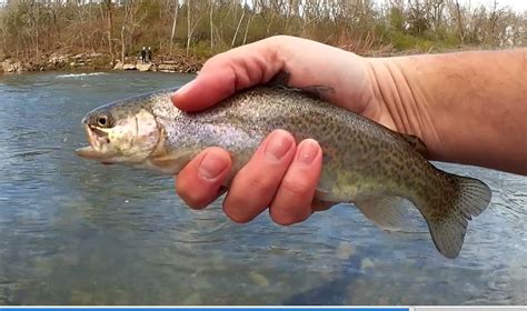 Stocked Rainbow Trout Fishing In Tennessee Realistic Fishing