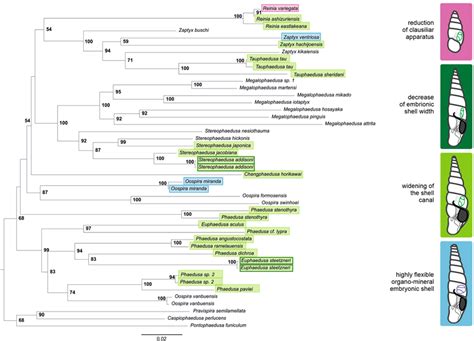 iq tree phylogeny reconstruction of selected phaedusinae based on