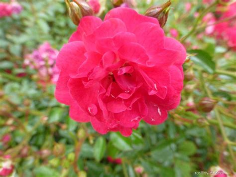 Růže - Rosa Fairy Queen, květy, květenství | Rostliny-cs.com