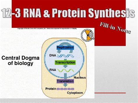 12 3 Rna Protein Synthesis Filli N No