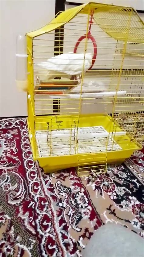 تاب بازی عروس هلندی