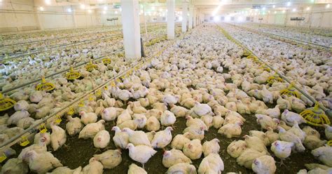 Usda Ignores 40000 Public Comments Again Delays Organic Animal