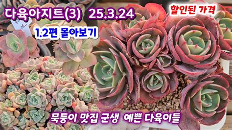 다육아지트3 12편 몰아보기 예쁜 묵둥이 군생들 구찌 오란씨 뮤즐리 플랑밍고 Youtube